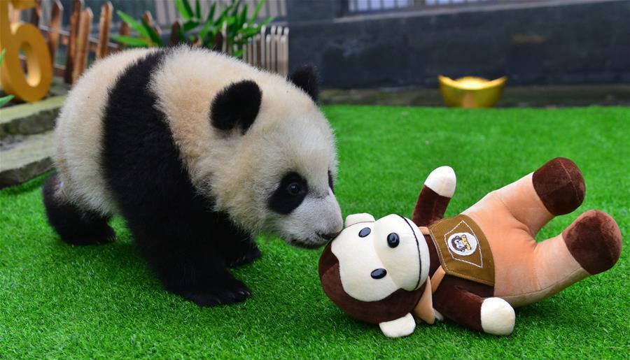 Galerie : comment les bébés pandas passent la fête du Printemps