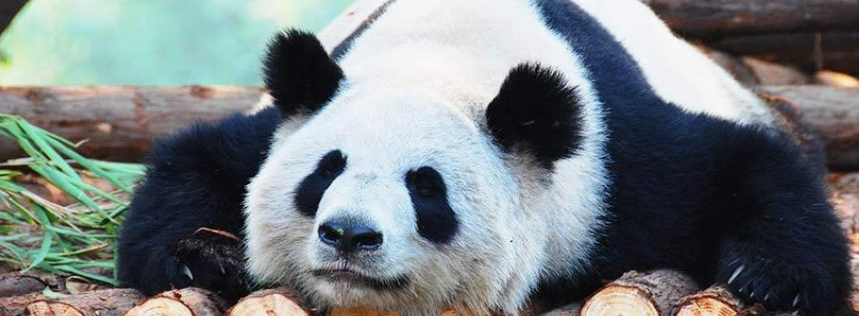 Sichuan Giant Panda Sanctuaries - China.org.cn