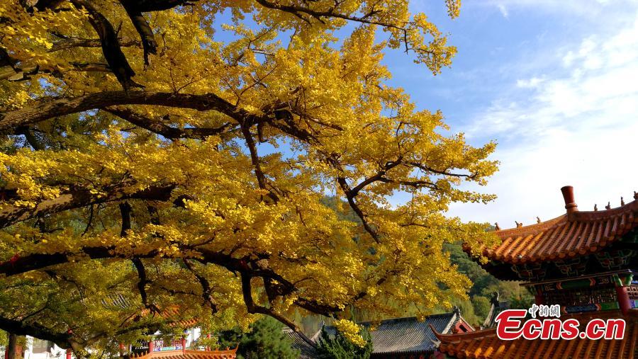 2,800-year-old gingko trees attract tourists to temple- China.org.cn
