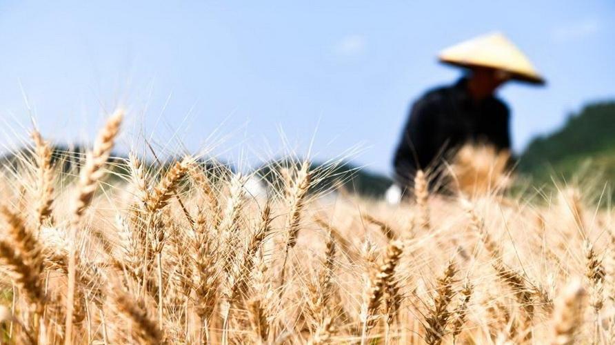 Beste Ernte Herkunft China