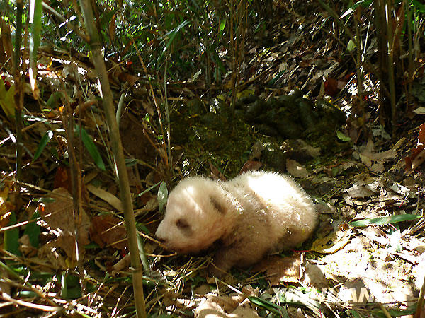 Shaanxi : Un panda brun est découvert dans la réserve de Fuping
