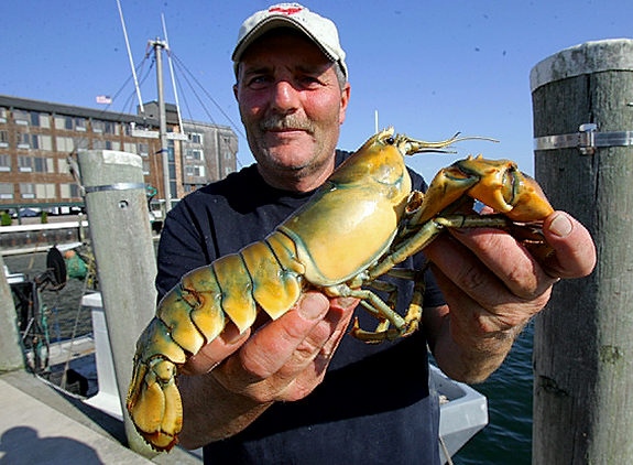 Photos : d'étranges animaux transgéniques