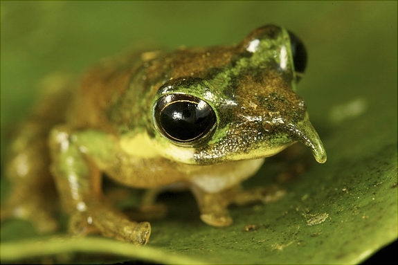 Photos : d'étranges animaux transgéniques