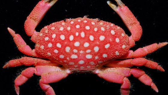 Photos : d'étranges animaux transgéniques