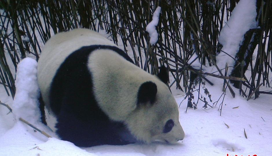Des pandas géants photographiés à l'état sauvage dans le Sichuan