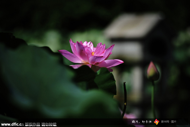 Foshan : les lotus sont en fleurs