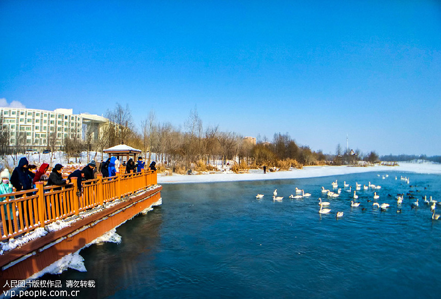 Une centaine de cygnes passent l'hiver à Bole au Xinjiang