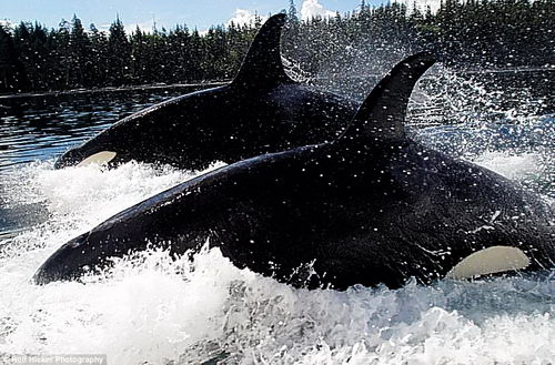 Bilder - german.china.org.cn - Tanz der Killerwale