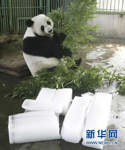 Natur und Umwelt - german.china.org.cn - Toter Panda könnte ein ...