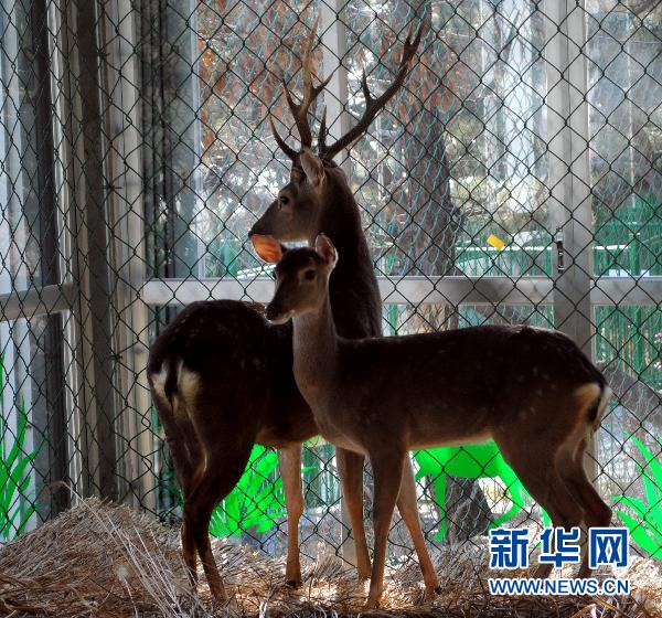 China - german.china.org.cn - Rehe und Geißen aus Taiwan kommen in ...