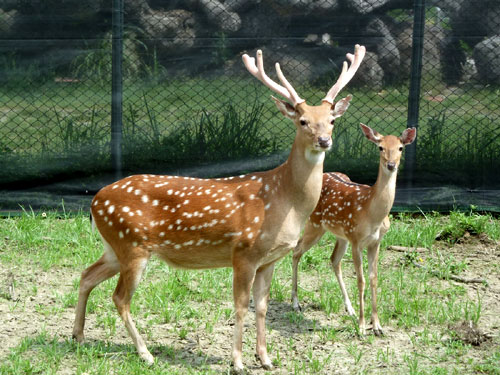 China - german.china.org.cn - Rehe und Geißen aus Taiwan kommen in ...