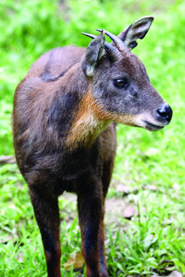China - german.china.org.cn - Rehe und Geißen aus Taiwan kommen in ...