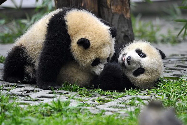 Natur und Umwelt - german.china.org.cn - Ein Blick auf Bifengxia ...