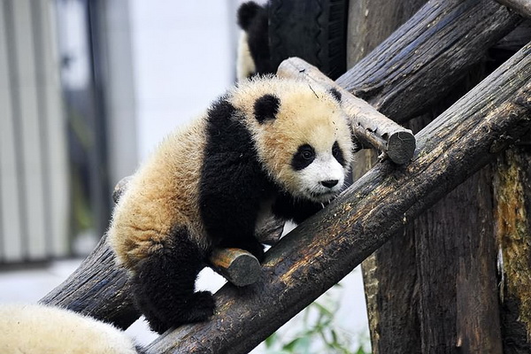 Natur und Umwelt - german.china.org.cn - Ein Blick auf Bifengxia ...