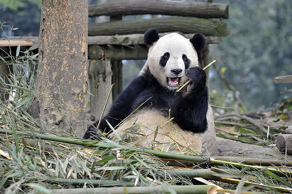 Natur und Umwelt - german.china.org.cn - Ein Blick auf Bifengxia ...