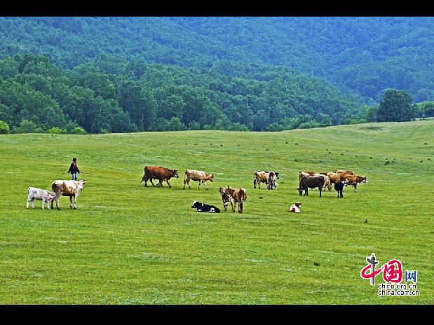 Atemberaubende Landschaft von Bashang - China.org.cn