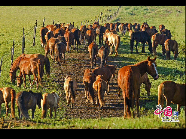 Atemberaubende Landschaft von Bashang - China.org.cn
