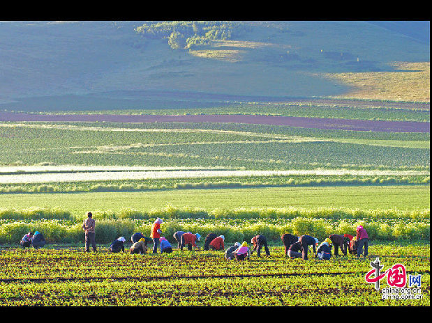 Atemberaubende Landschaft von Bashang - China.org.cn