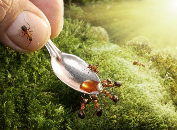 Natur und Umwelt - german.china.org.cn - Aus dem Leben der Ameisen