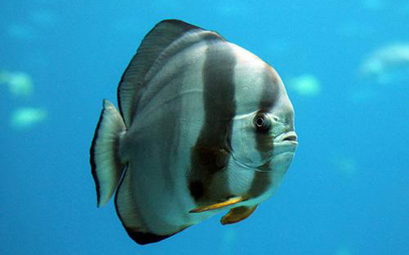 Natur und Umwelt - german.china.org.cn - Zehn eigenartige Wassertierarten