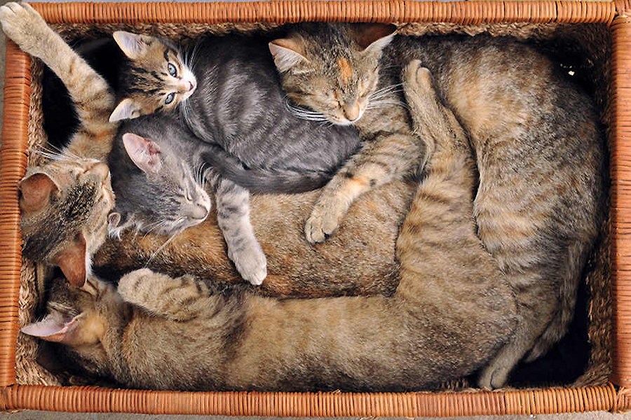 Natur und Umwelt - german.china.org.cn - Süße Katzenfotos von Zoran ...