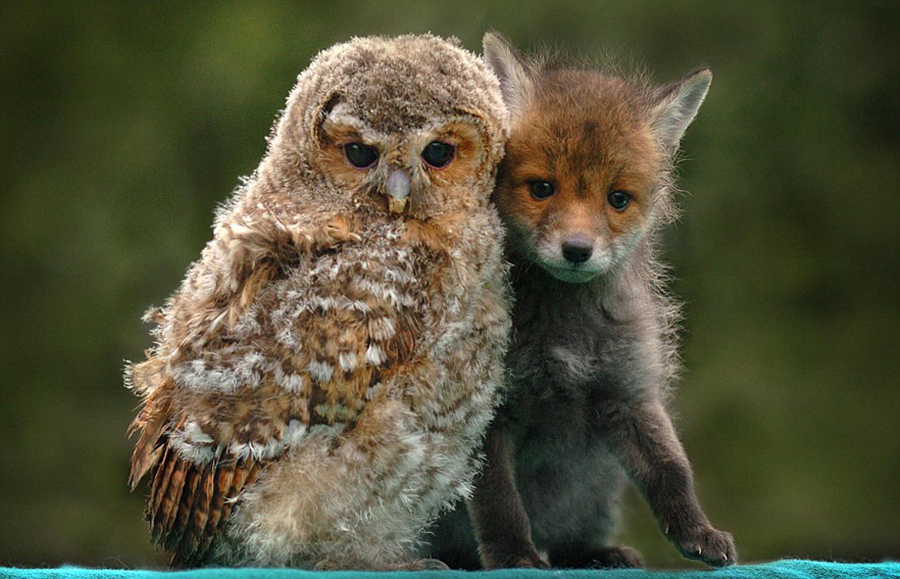 China - german.china.org.cn - Freundschaften zwischen Tierarten