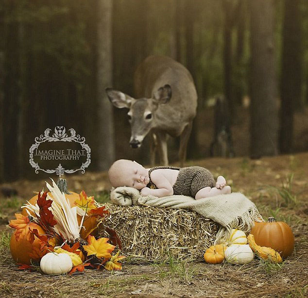 Baby-Fotoshooting, diesmal mit Hirsch!_China.org.cn