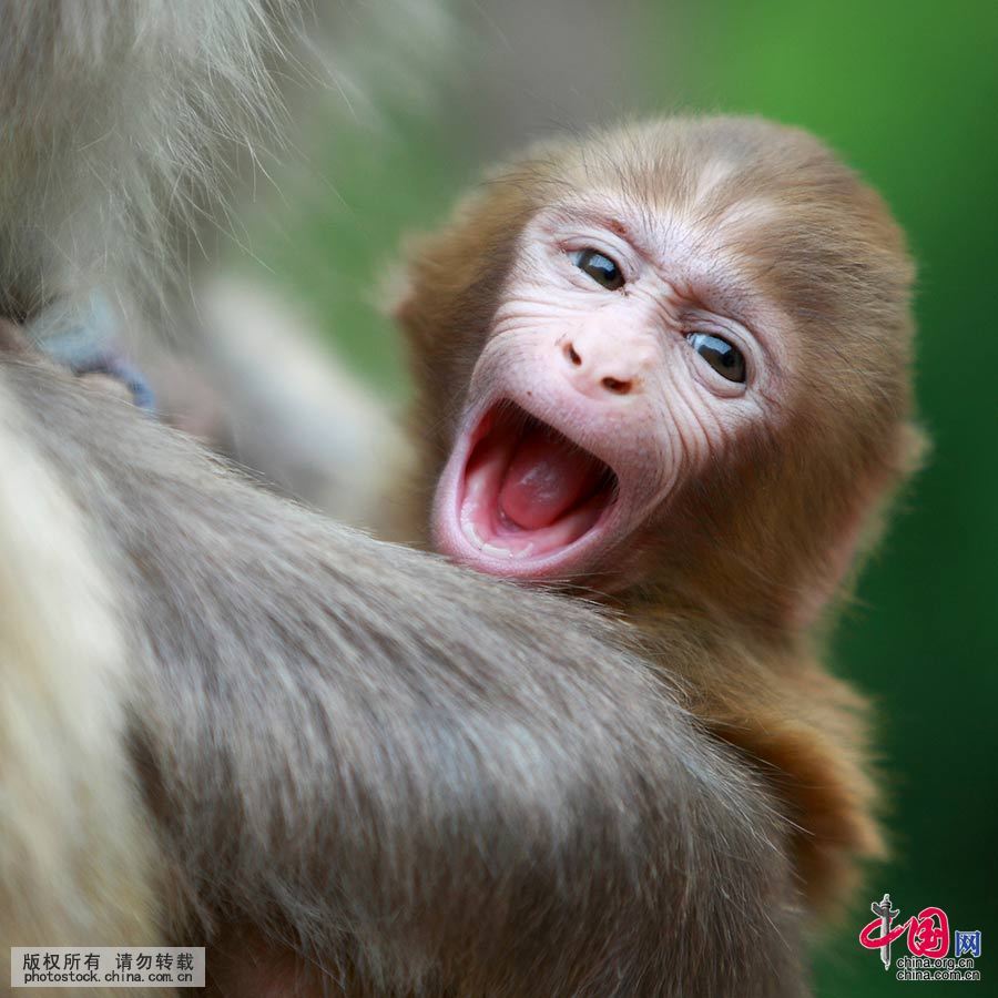 Niedliche, kleine Affen_China.org.cn