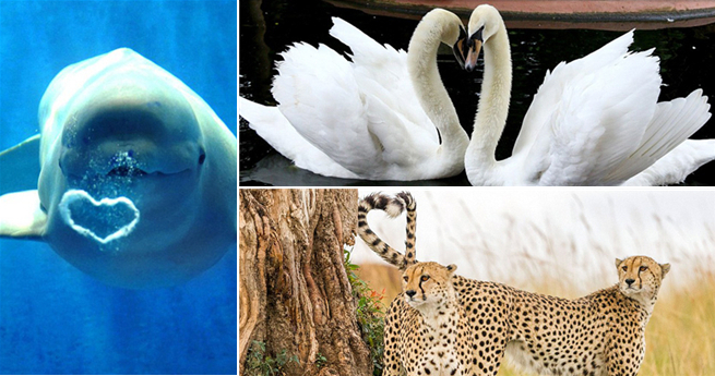 Zum Tag der Liebe: Tiere zeigen süße Herzen_China.org.cn