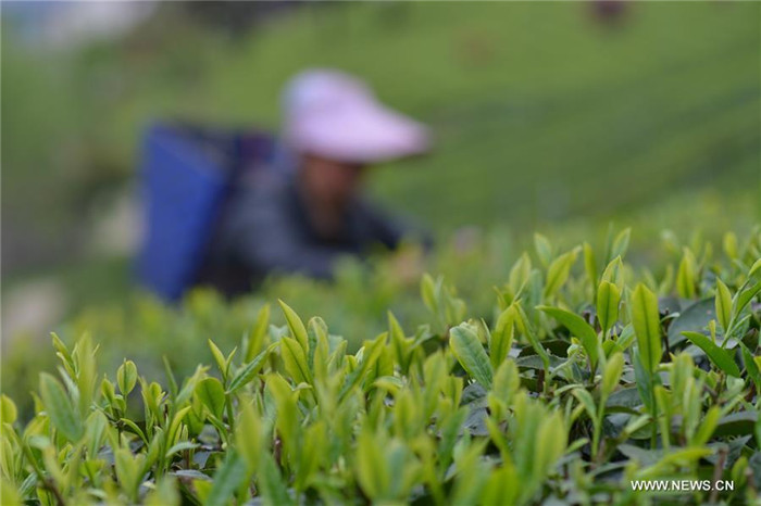 Geschäftiger Monat für chinesische Tee-Pflanzer_China.org.cn