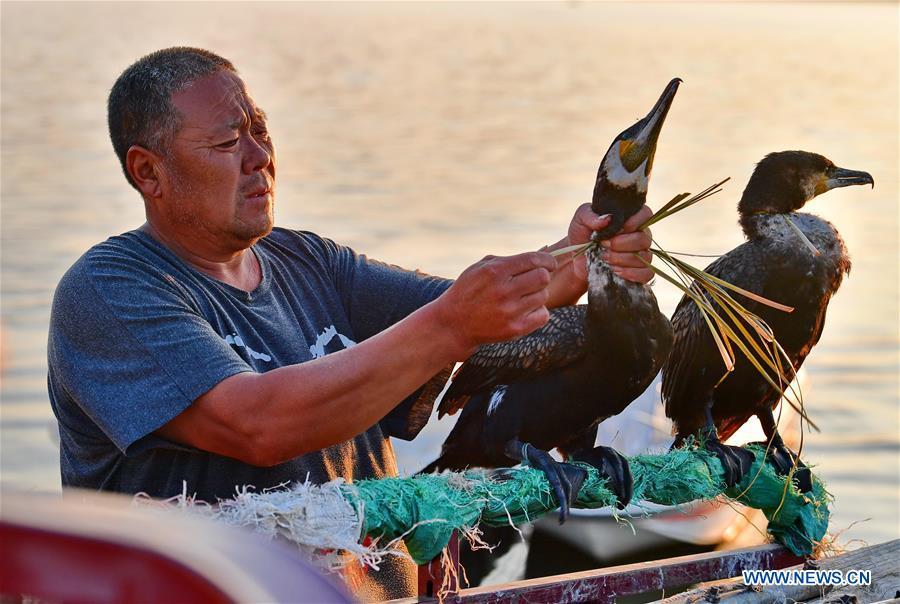 Chinesischer Fischer hält an Tradition des Fischfangs mit Fischadlern ...