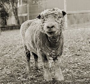 Animales viejos capturados por Isa Leshko_Spanish.china.org.cn_中国最权威的 ...