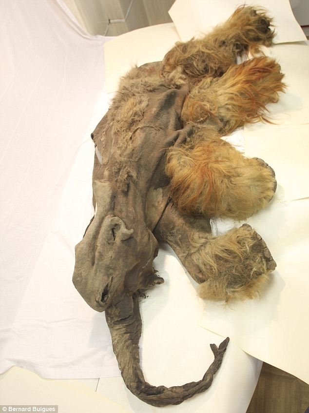 Se halla cuerpo de mamut buen conservado en Rusa_Spanish.china.org.cn