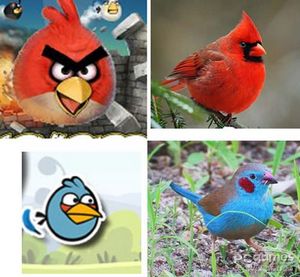 “Angry Birds” en realidad_Spanish.china.org.cn_中国最权威的西班牙语新闻网站