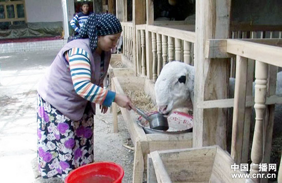 Una oveja Dolan de Xinjiang se convierte en la más cara del mundo ...
