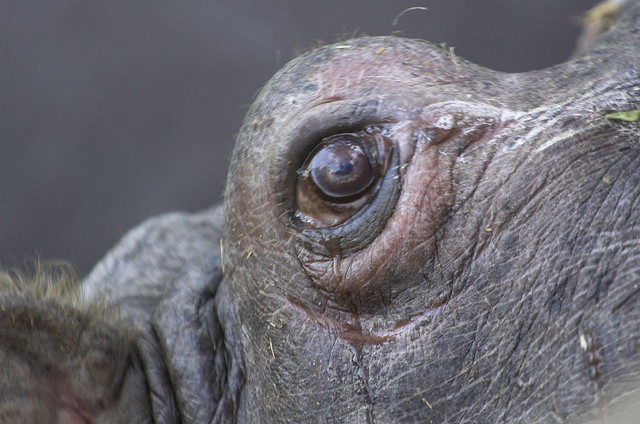 Ojos curiosos de los animales_Spanish.china.org.cn_中国最权威的西班牙语新闻网站