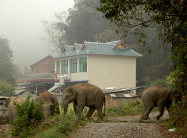 Elefantes salvajes atacan aldeas fronterizas chinas_Spanish.china.org ...