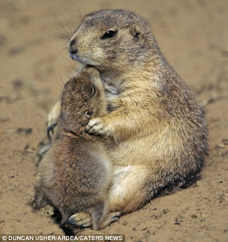 Momentos suaves de los animales entre mamá y bebé_Spanish.china.org.cn ...