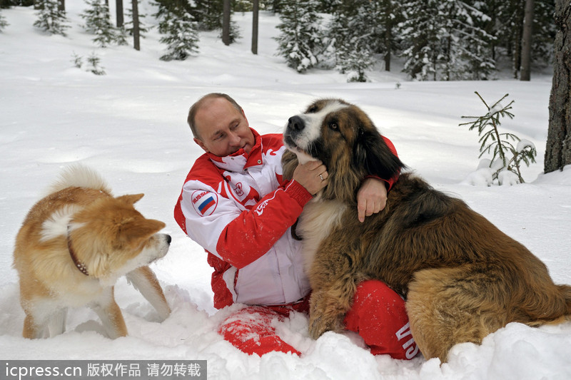 Vladimir Putin juega con sus dos perros en la nieve_Spanish.china.org ...