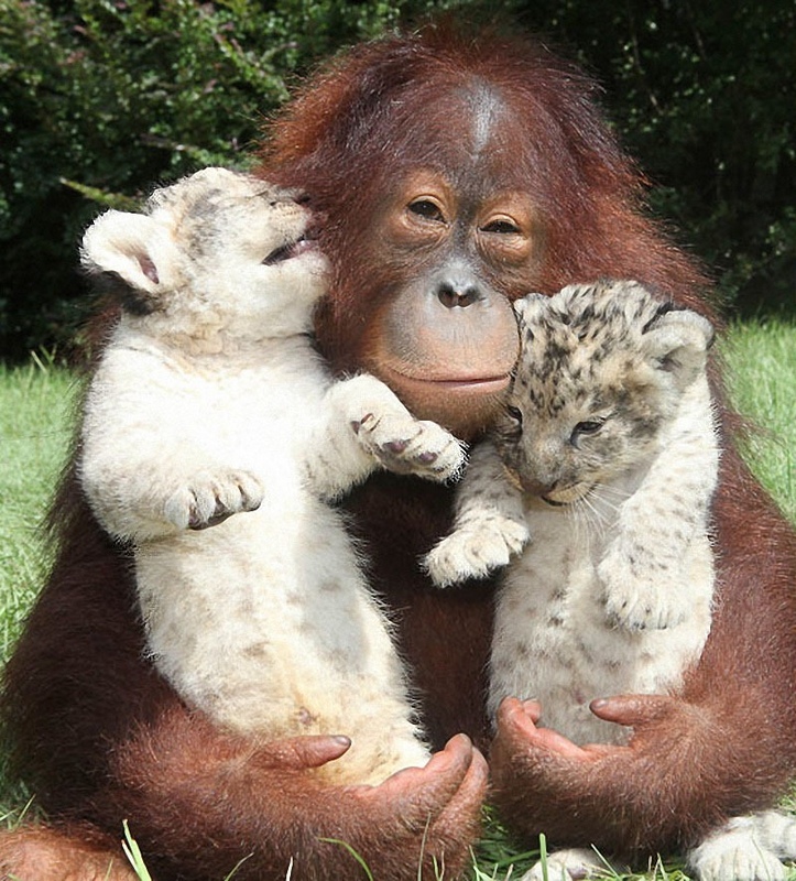 Fotos graciosas y suaves de los animales adorables_Spanish.china.org.cn ...