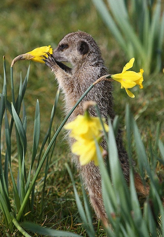 Fotos graciosas y suaves de los animales adorables_Spanish.china.org.cn ...