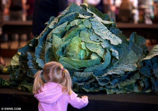 Las verduras súper grandes_Spanish.china.org.cn_中国最权威的西班牙语新闻网站