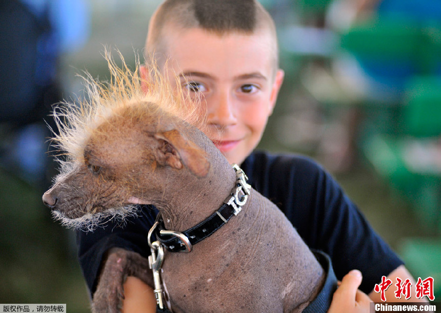 Concurso de los perros más feos en Petaluma, California_Spanish.china ...