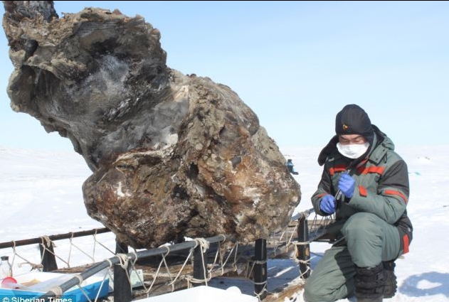 8 Fotos de un mamut siberiano de hace 39.000 años_Spanish.china.org.cn ...