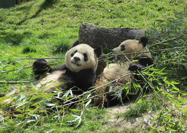"Gran Hermano Panda" de China para el mundo_Spanish.china.org.cn_中国最权威的 ...