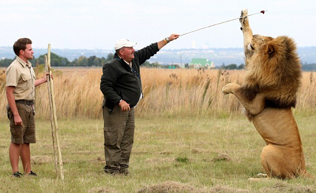 Shandor Larenty y su mascota,un león!_Spanish.china.org.cn_中国最权威的西班牙语新闻网站