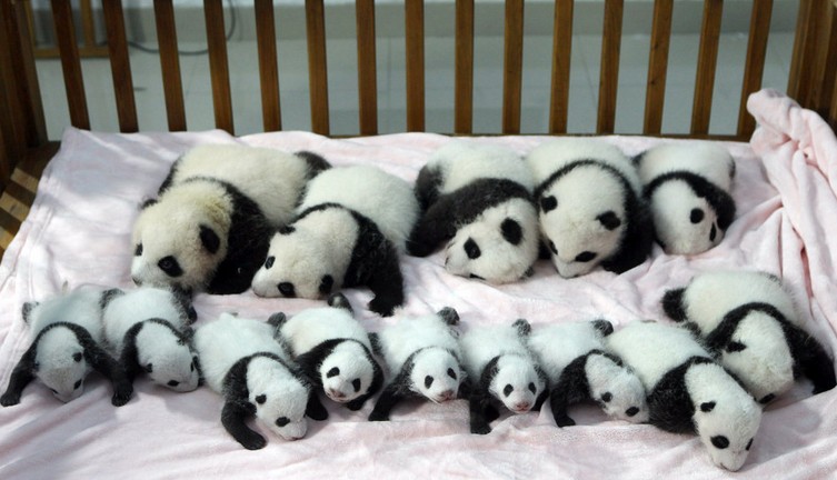 La primera aparición pública de 14 cachorros de oso panda recién ...