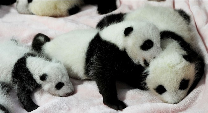 La primera aparición pública de 14 cachorros de oso panda recién ...