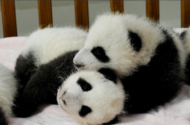 La primera aparición pública de 14 cachorros de oso panda recién ...