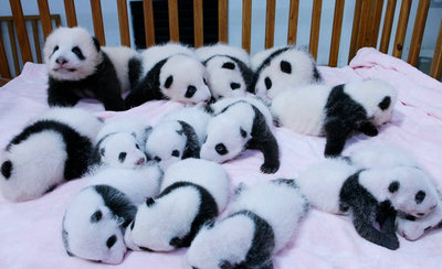 La primera aparición pública de 14 cachorros de oso panda recién ...